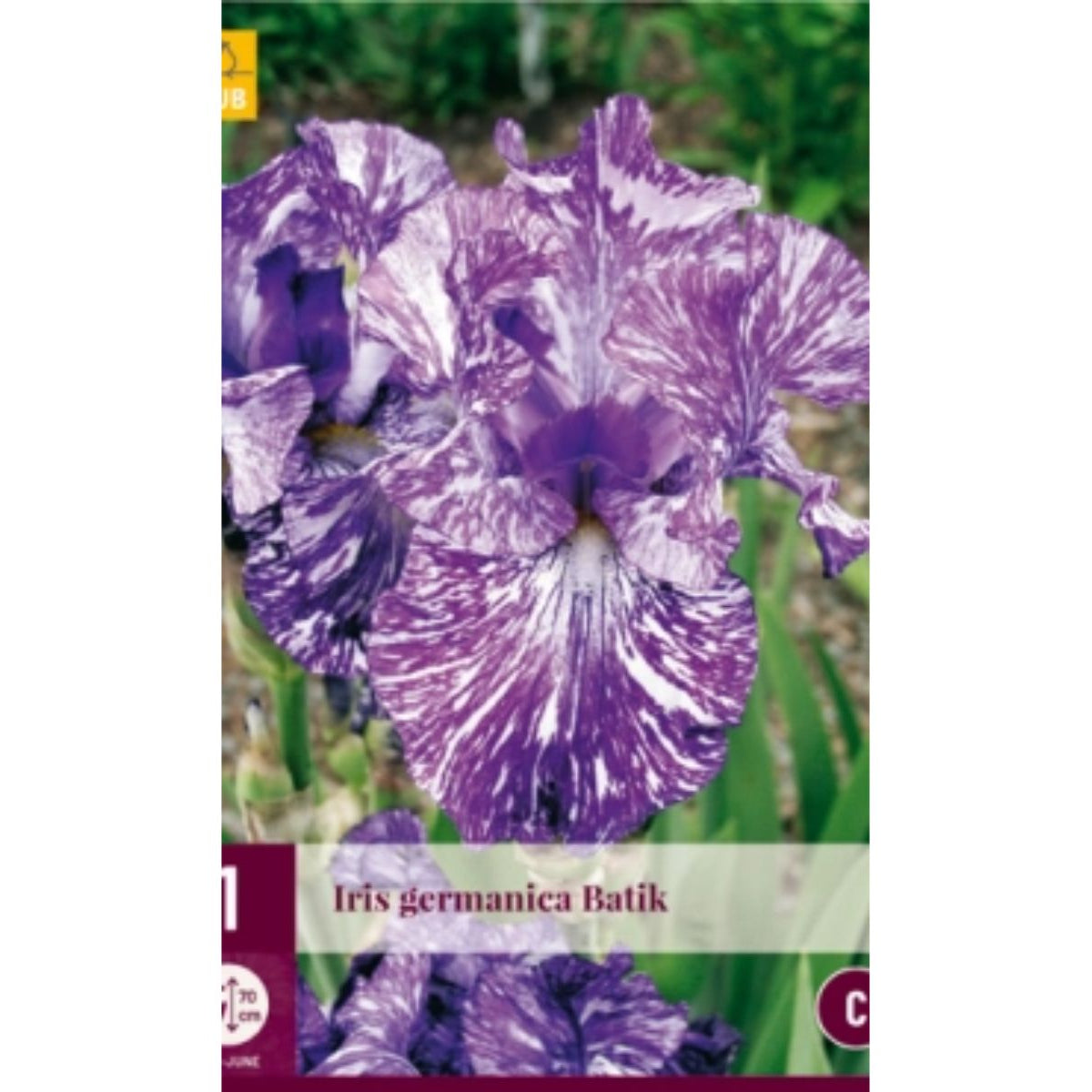 Iris ‘Germanica Batik’ – Unik Lilla og Hvit Marmorert Iris | 1 Rot ...